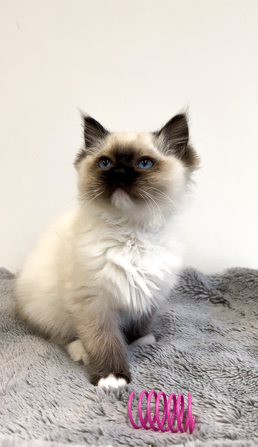 Tim de l'Arbre aux Chats - Chaton Ragdoll Aisne | L'Arbre aux Chats