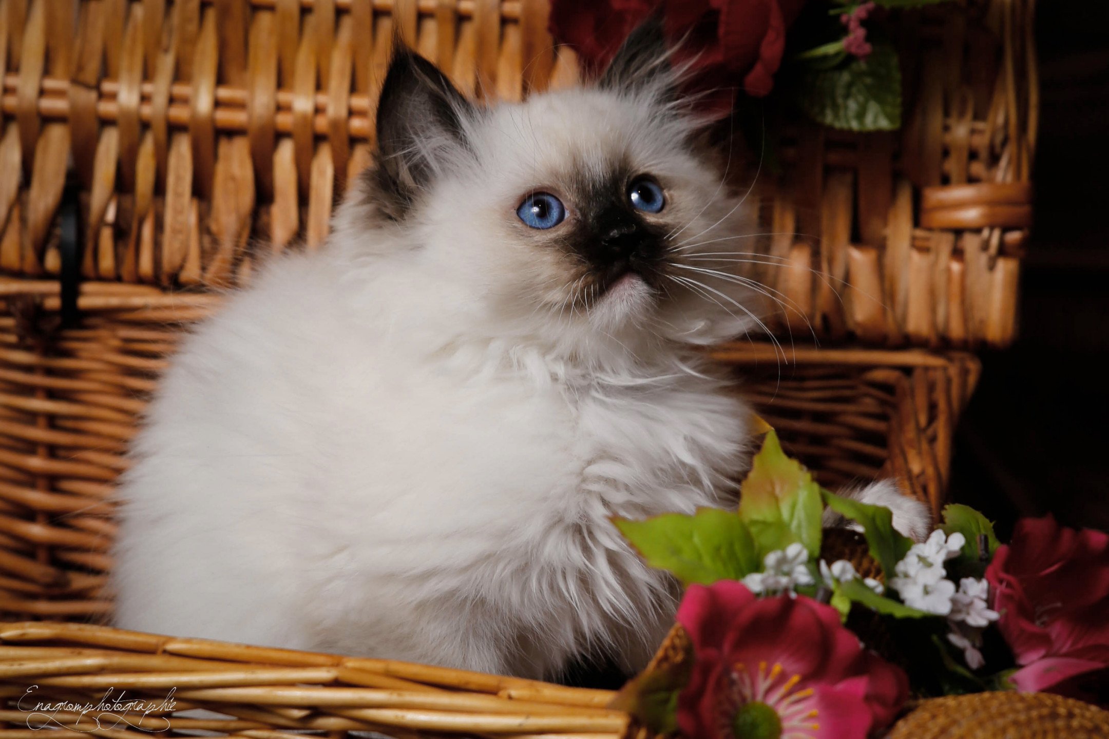 Thémys de l'Arbre aux Chats - Chaton Ragdoll Aisne | L'Arbre aux Chats