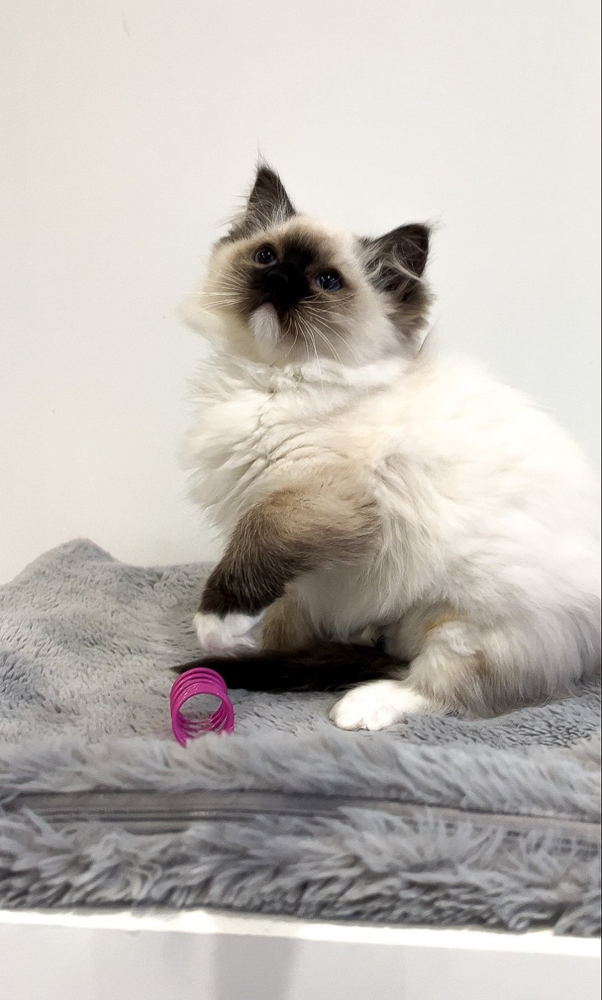 Thémys de l'Arbre aux Chats - Chaton Ragdoll Aisne | L'Arbre aux Chats