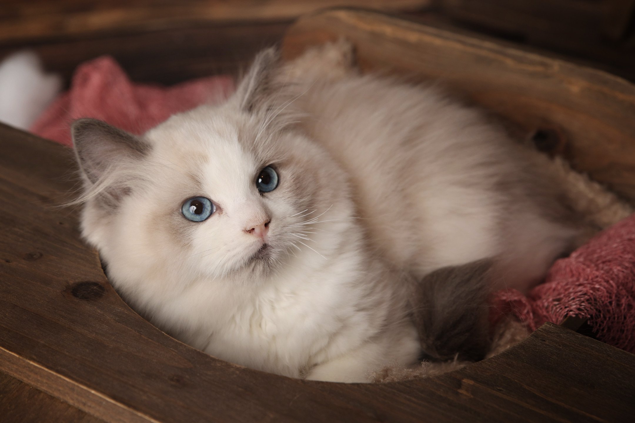 Yoko de l'Arbre aux Chats - Chaton Ragdoll Aisne | L'Arbre aux Chats