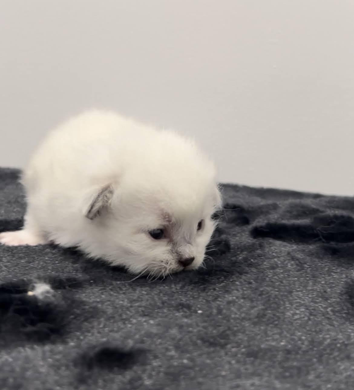Tagada de l’Arbre aux chats - Chaton Ragdoll lLOOF disponible - femelle ...