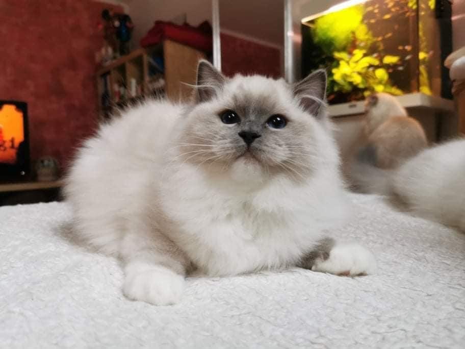 Cameron - Ragdoll mâle bleu Mitted gros gabarit | L'Arbre aux Chats