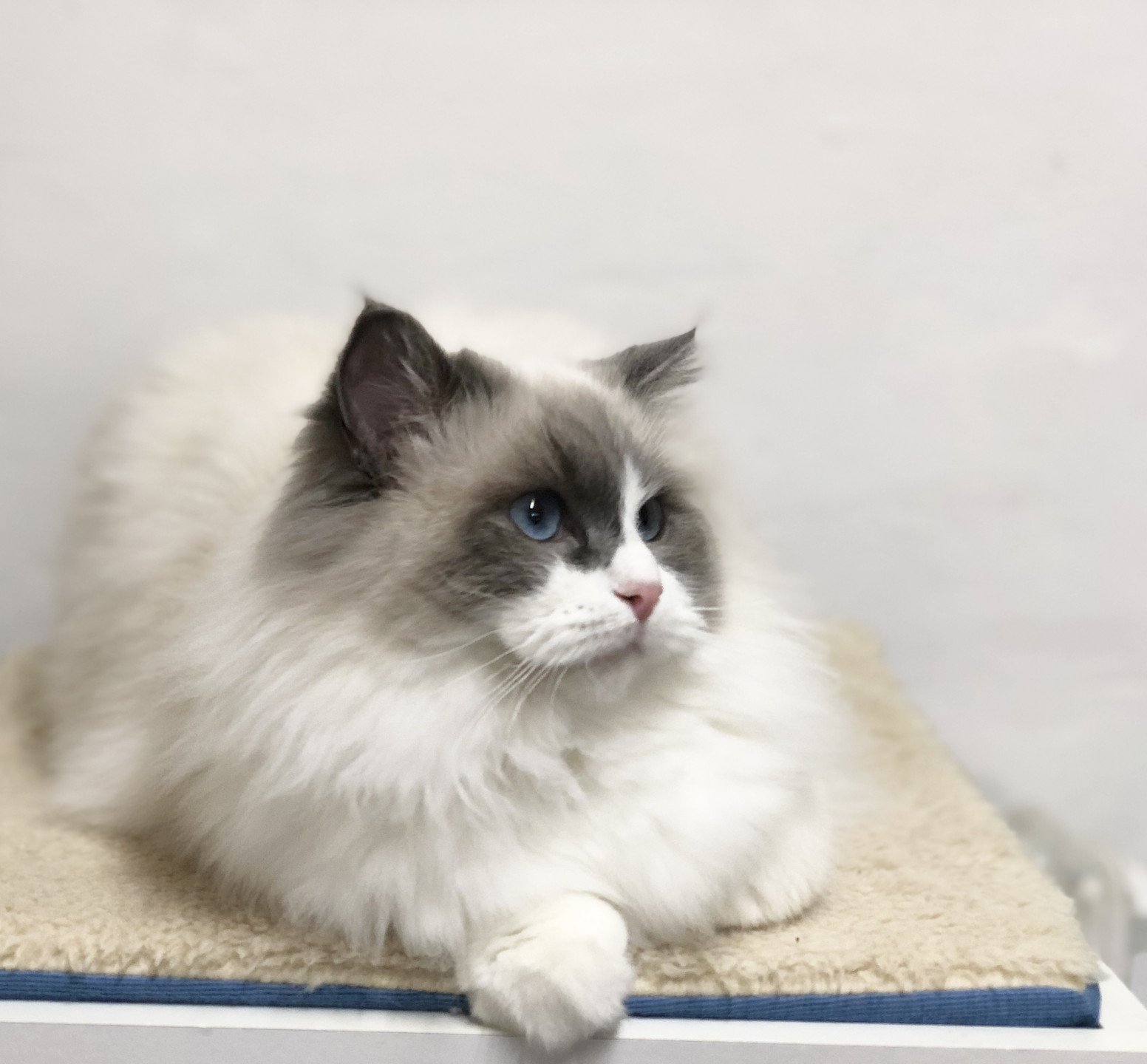 Ginger - Femelle Ragdoll bleu bicolore Championne de france
