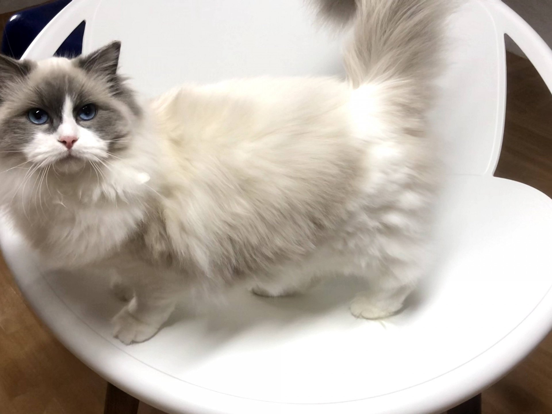 Ginger - Femelle Ragdoll bleu bicolore Championne de france
