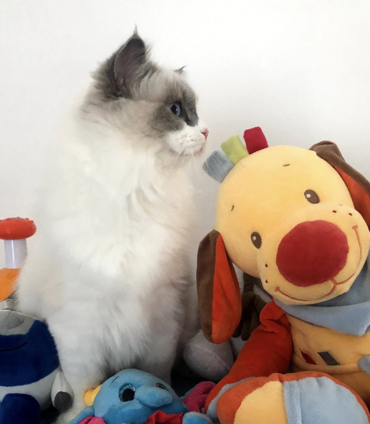 Ginger - Femelle Ragdoll bleu bicolore Championne de france
