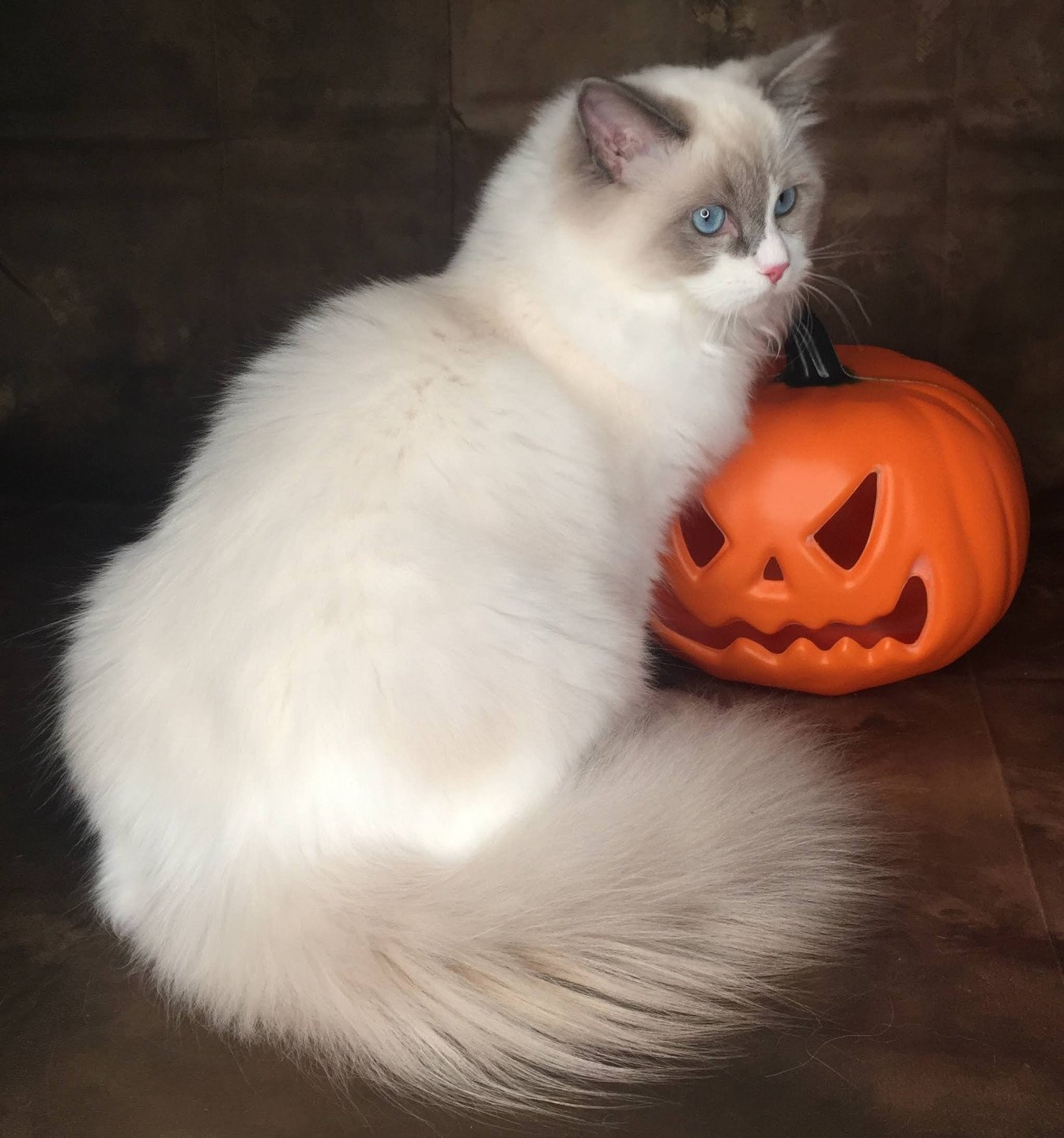 Ginger - Femelle Ragdoll bleu bicolore Championne de france