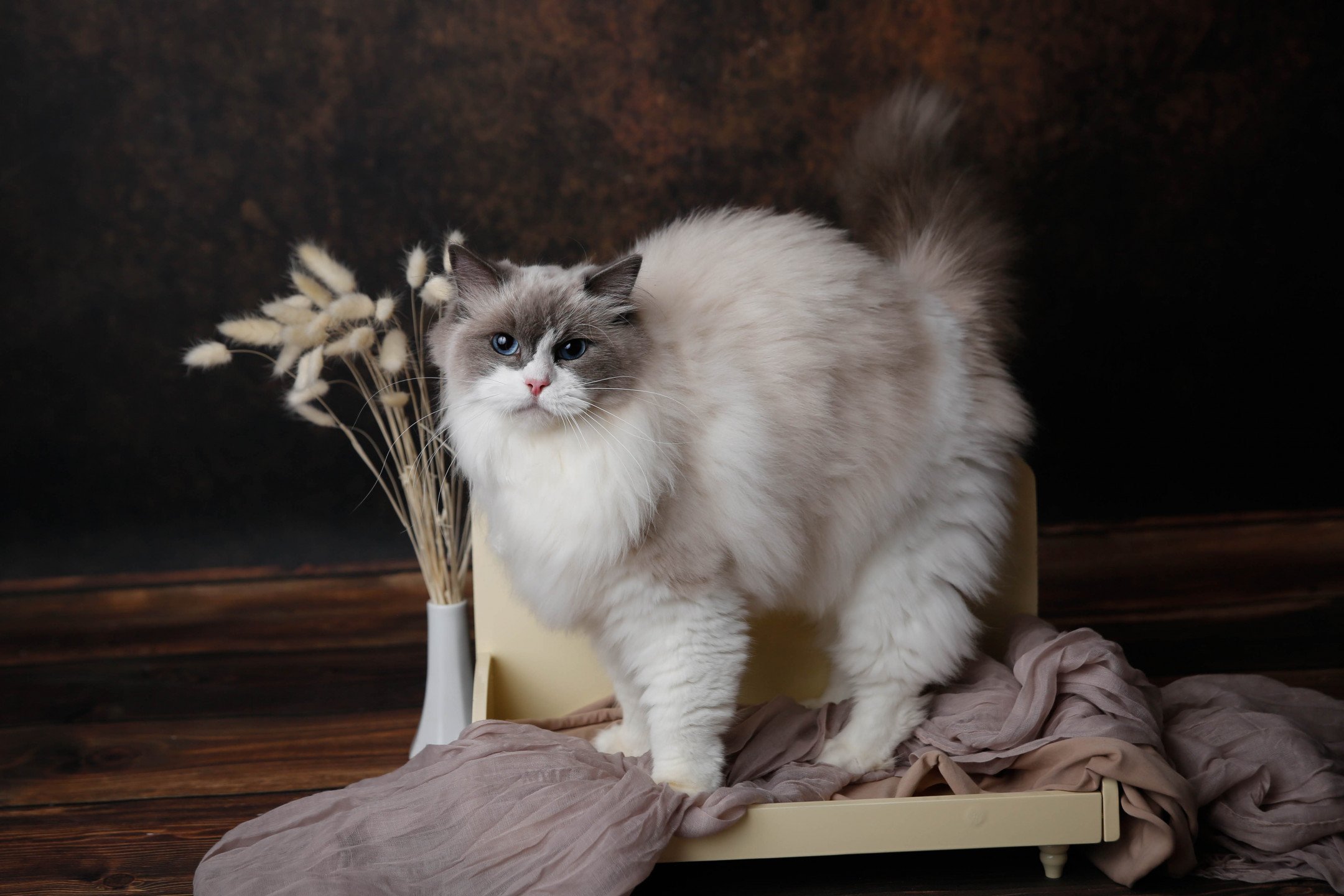 Ginger - Femelle Ragdoll bleu bicolore Championne de france