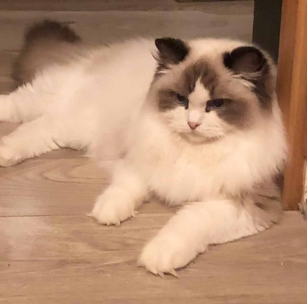 Harmony - Chat Ragdoll femelle seal bicolore - Aisne