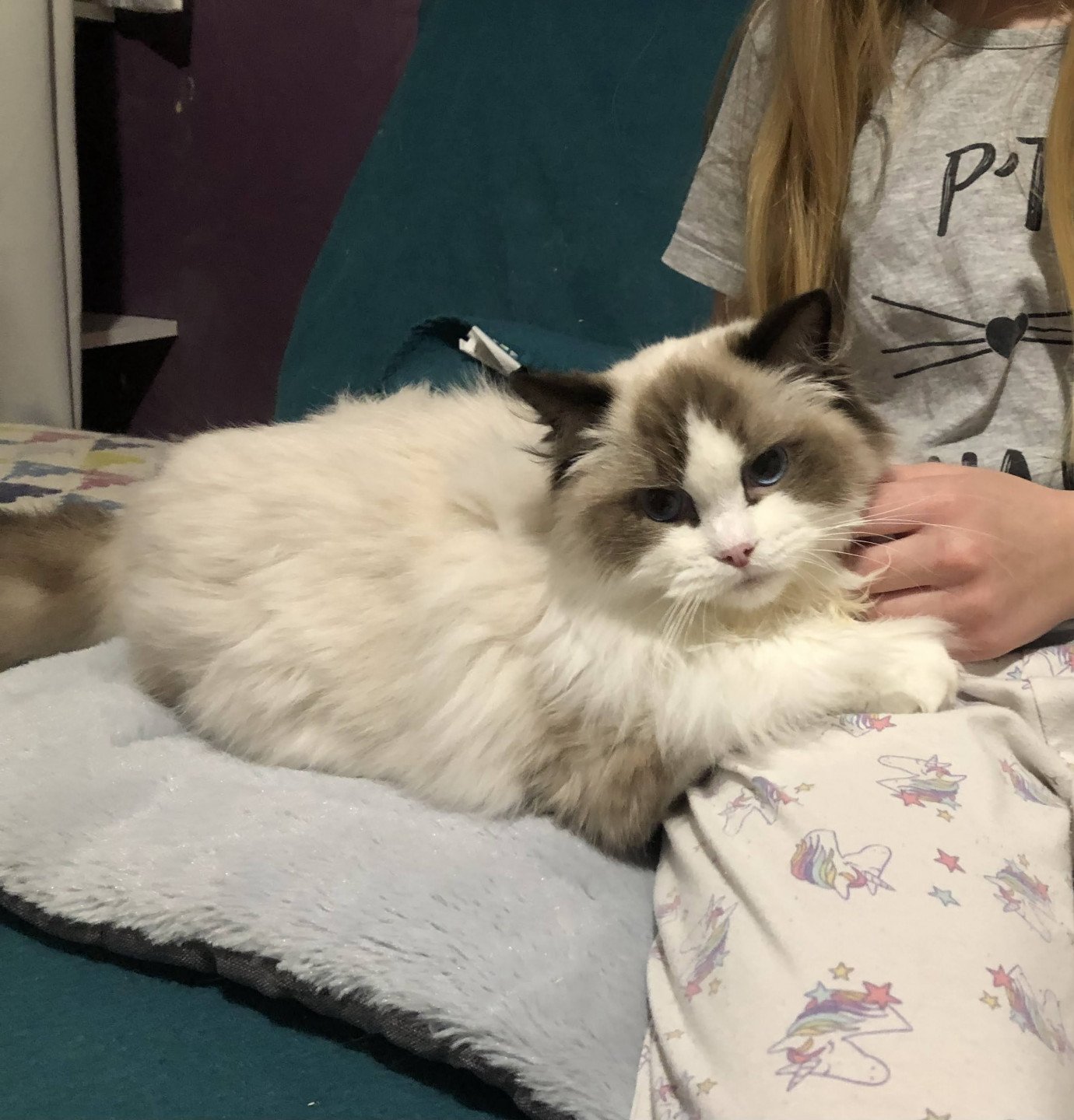 Harmony - Chat Ragdoll femelle seal bicolore - Aisne