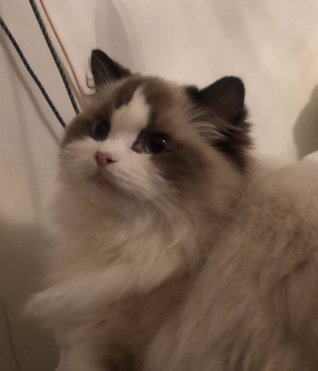 Harmony - Chat Ragdoll femelle seal bicolore - Aisne