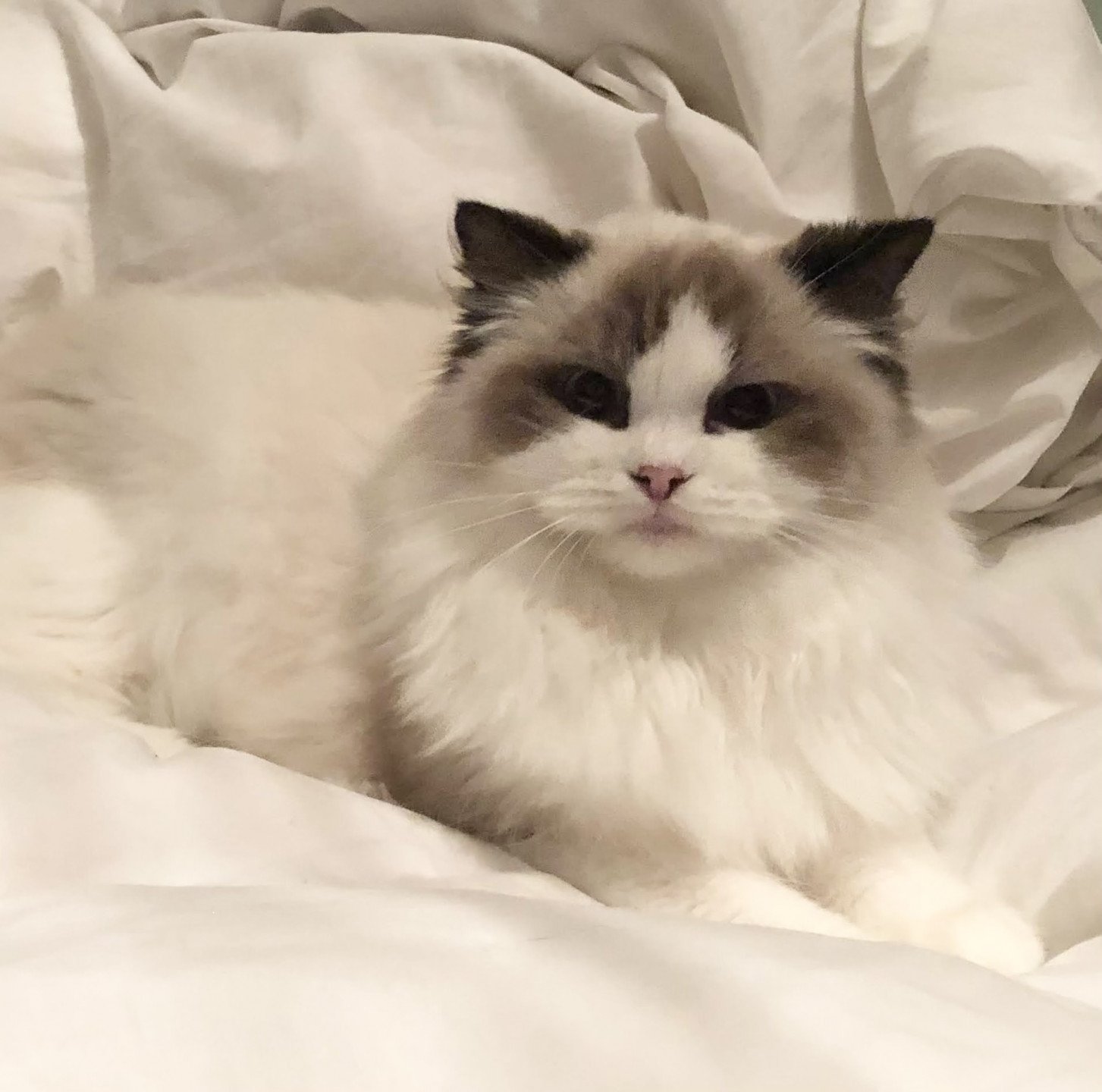 Harmony - Chat Ragdoll femelle seal bicolore - Aisne