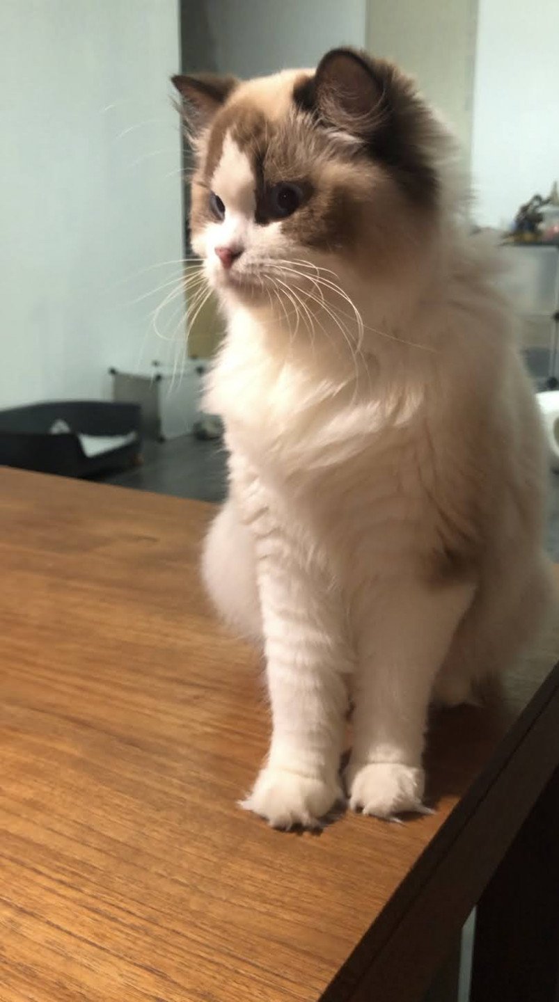 Harmony - Chat Ragdoll femelle seal bicolore - Aisne