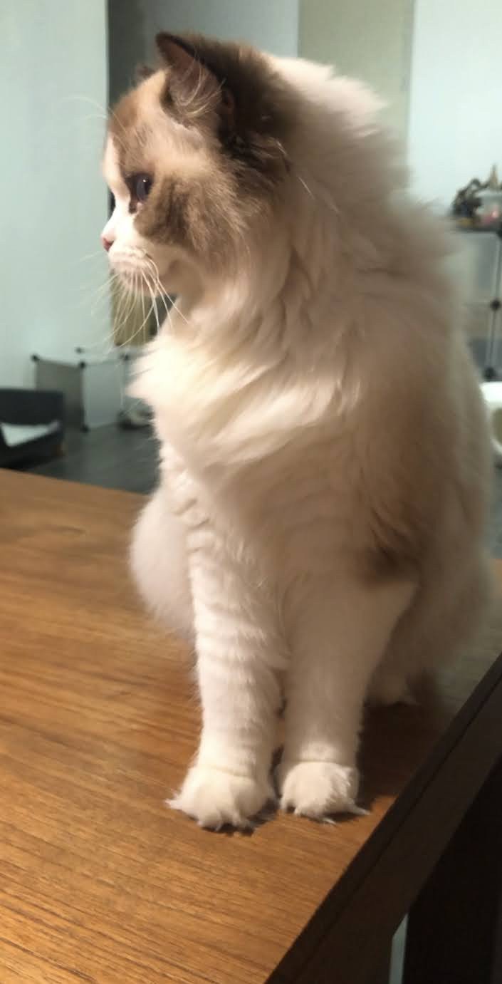 Harmony - Chat Ragdoll femelle seal bicolore - Aisne