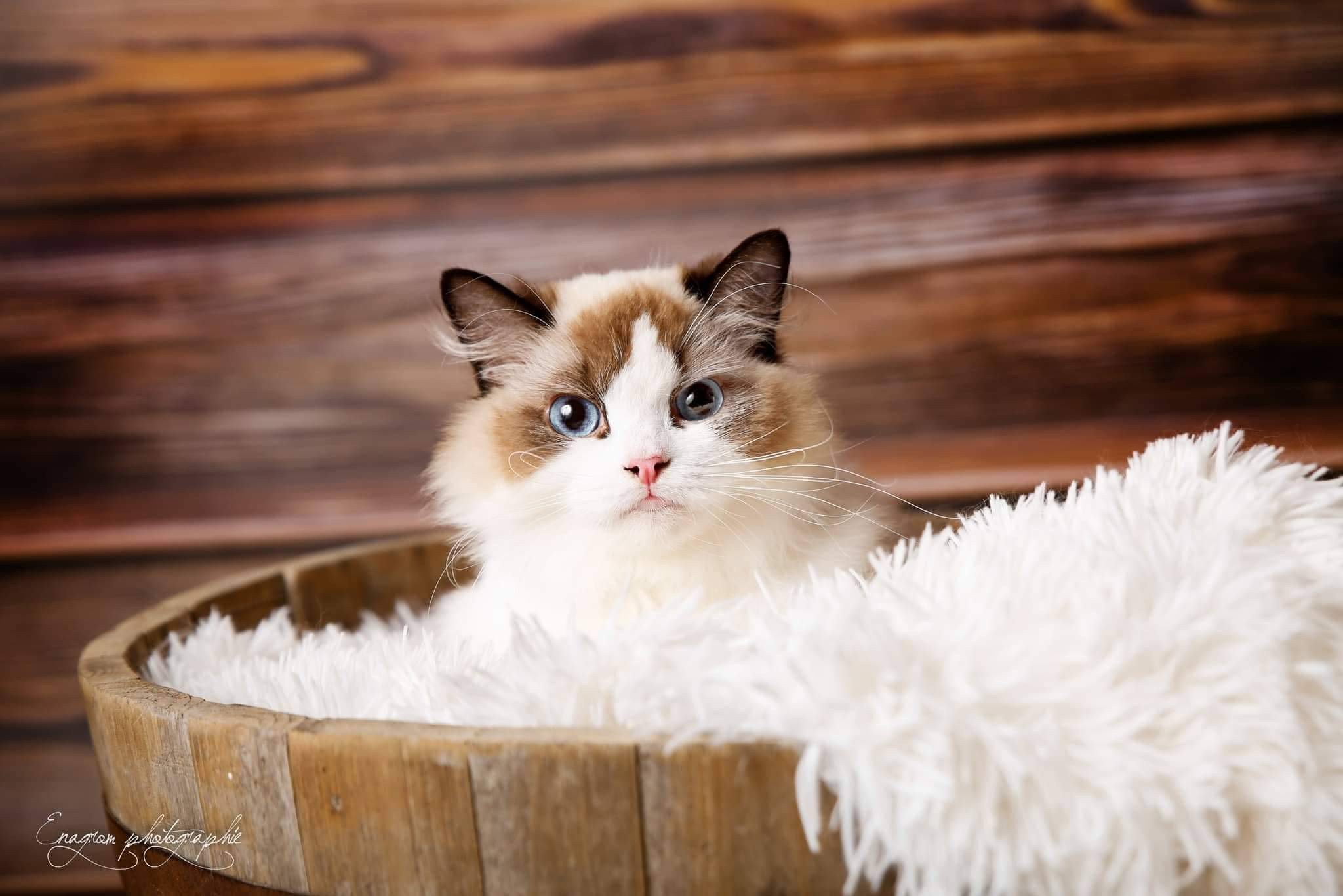 Harmony - Chat Ragdoll femelle seal bicolore - Aisne