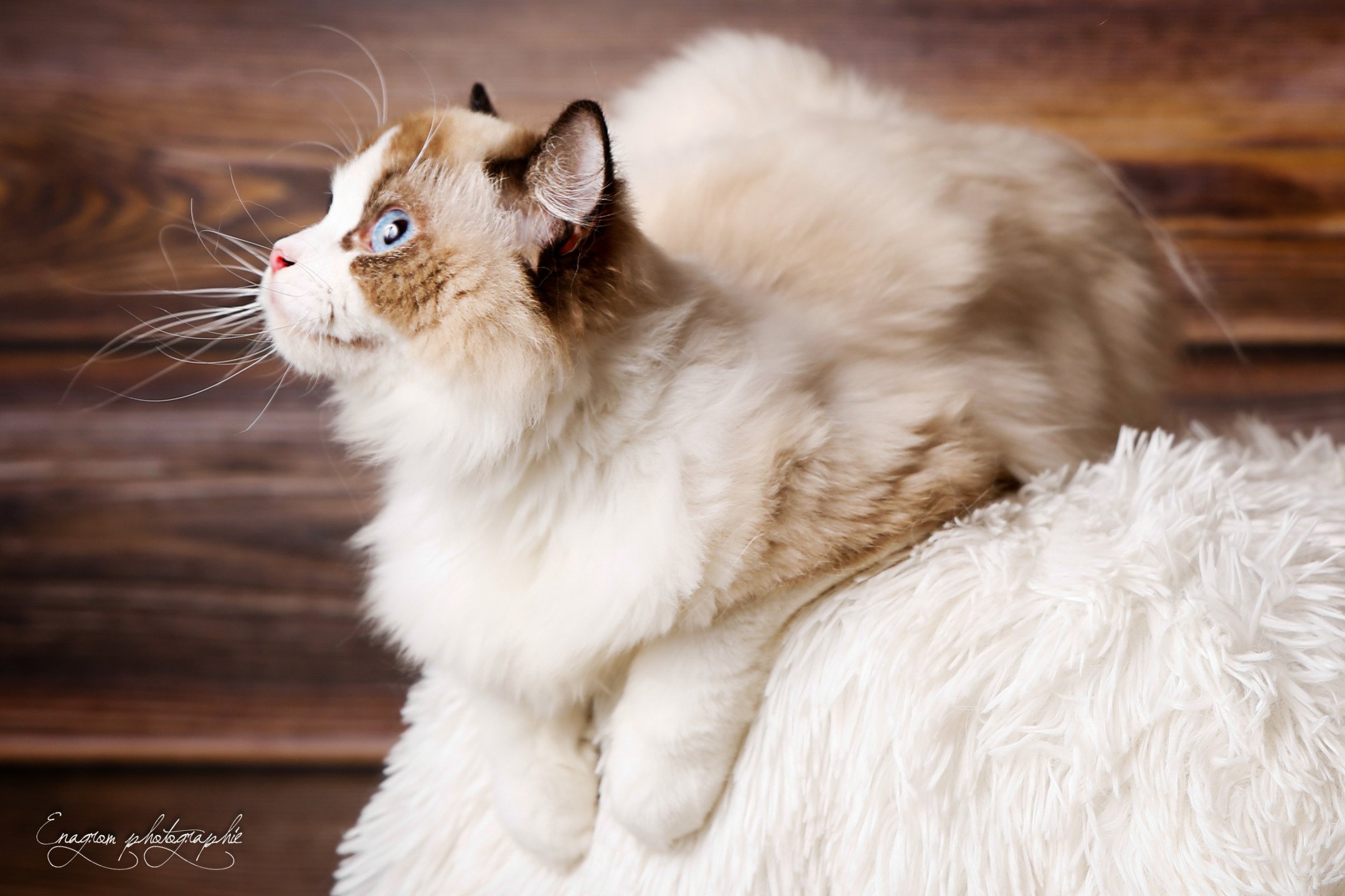Harmony - Chat Ragdoll femelle seal bicolore - Aisne