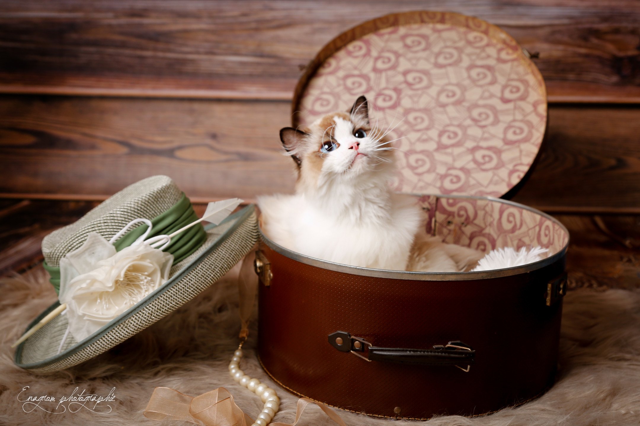 Harmony - Chat Ragdoll femelle seal bicolore - Aisne