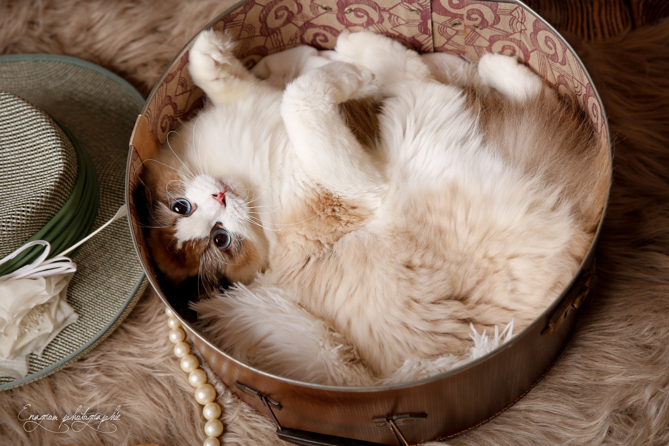 Harmony - Chat Ragdoll femelle seal bicolore - Aisne