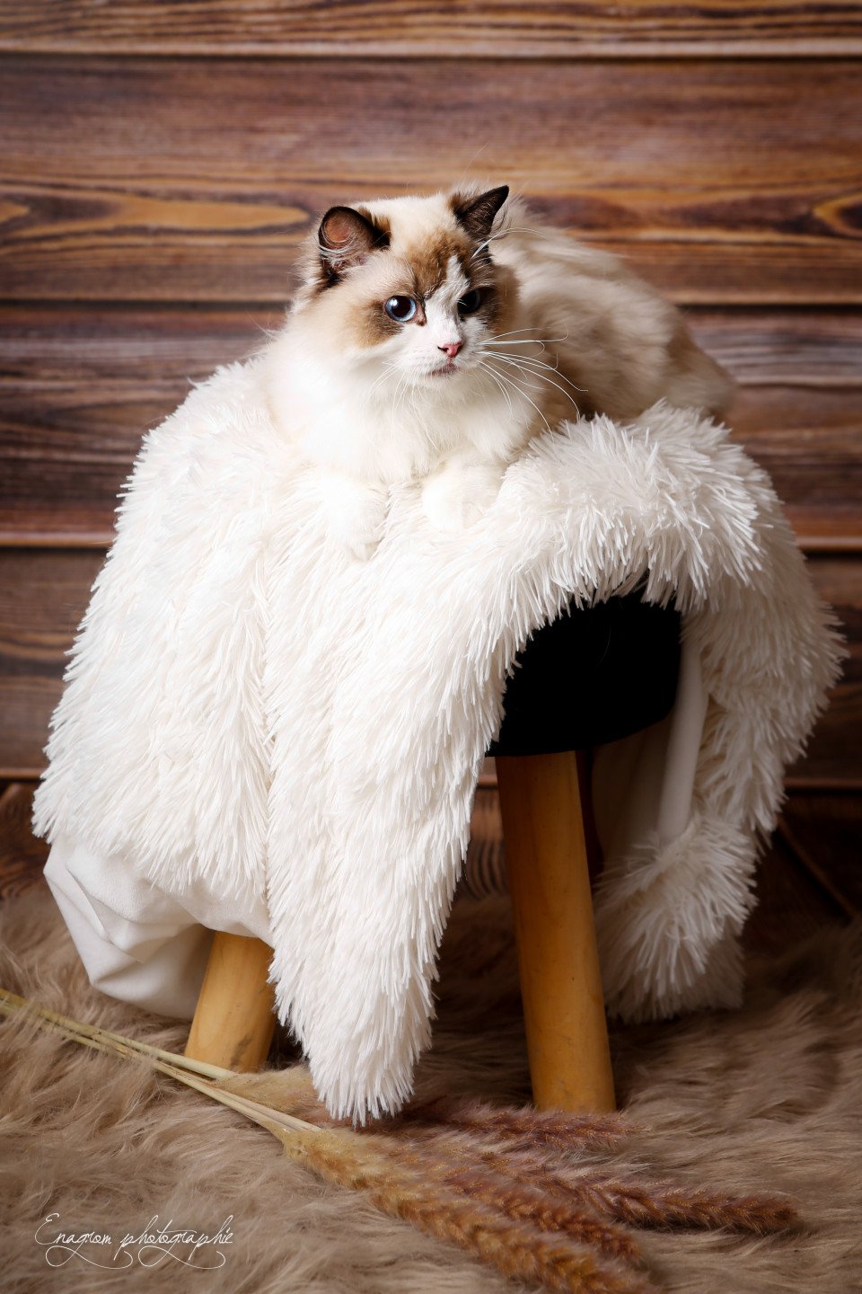 Harmony - Chat Ragdoll femelle seal bicolore - Aisne