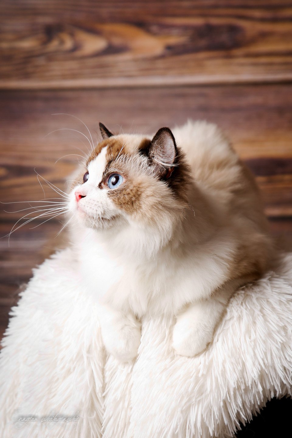 Harmony - Chat Ragdoll femelle seal bicolore - Aisne