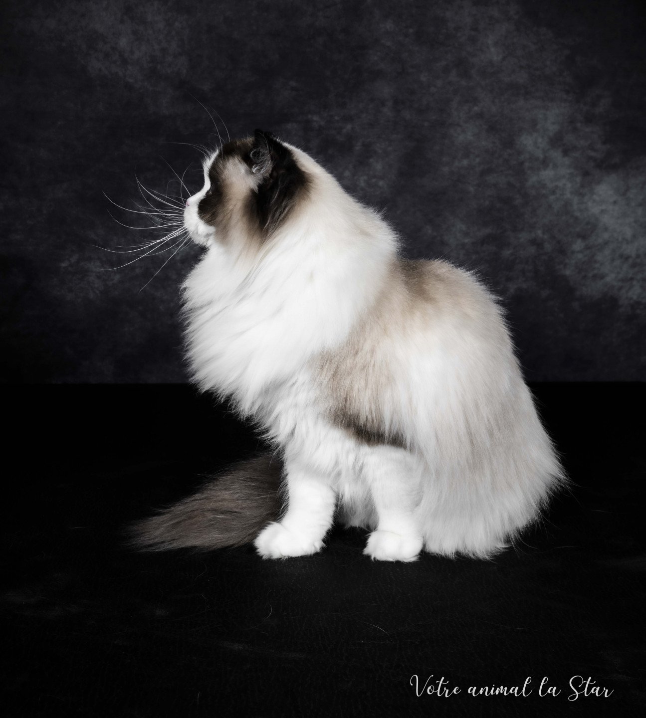 Harmony - Chat Ragdoll femelle seal bicolore - Aisne