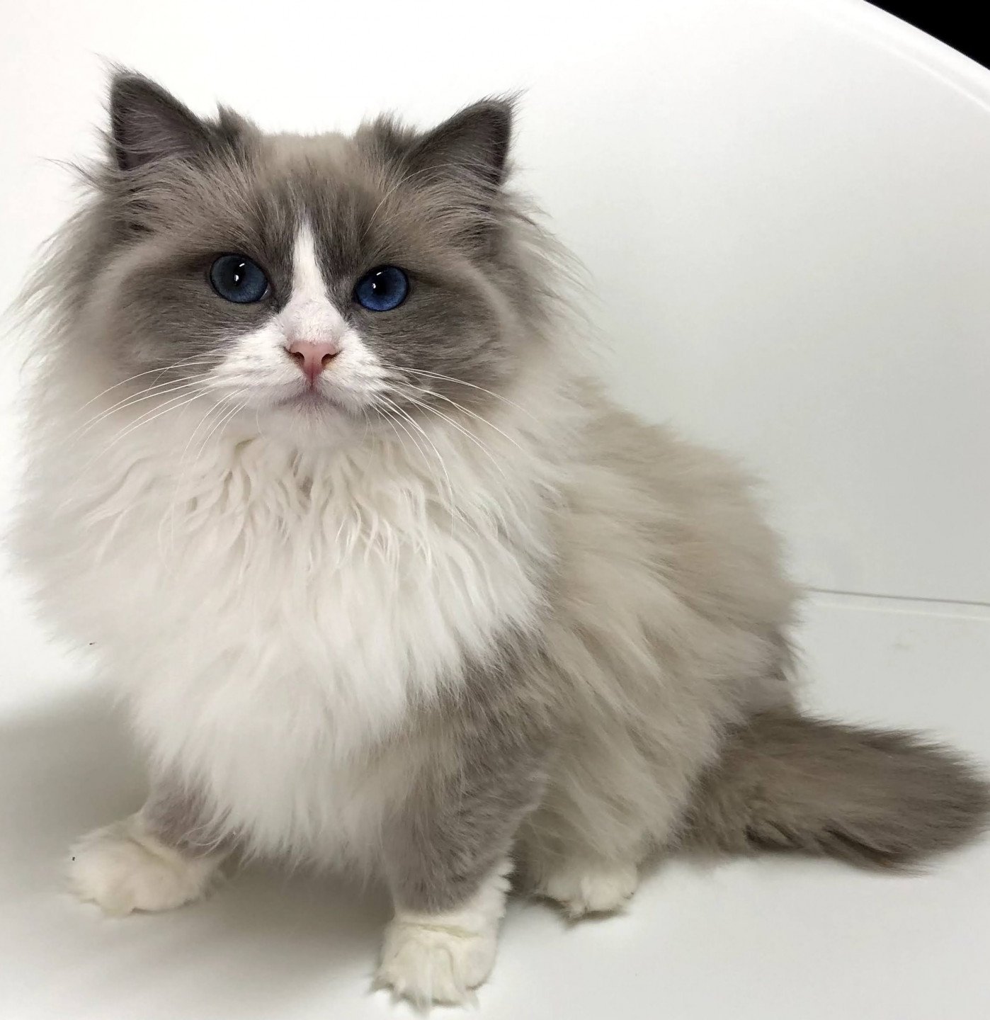 Jagodka - Chat Ragdoll femelle Bleu mink - Aisne | L'Arbre aux Chats