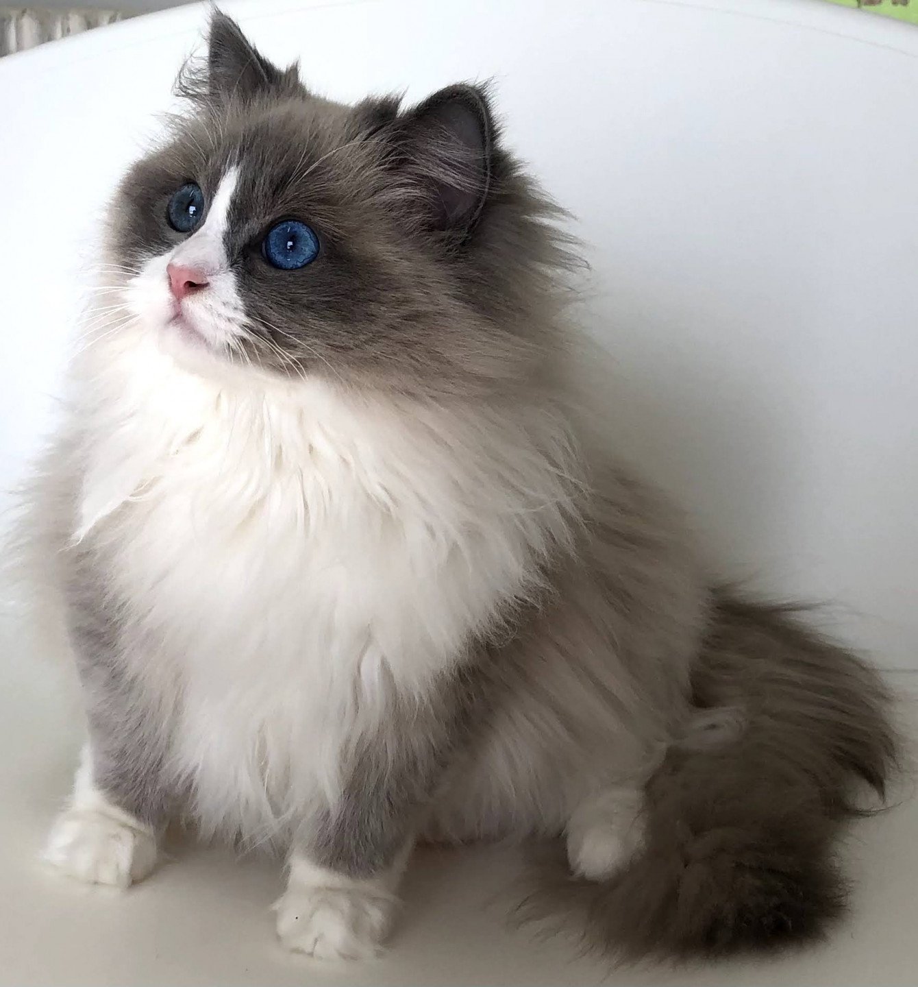 Jagodka - Chat Ragdoll femelle Bleu mink - Aisne | L'Arbre aux Chats