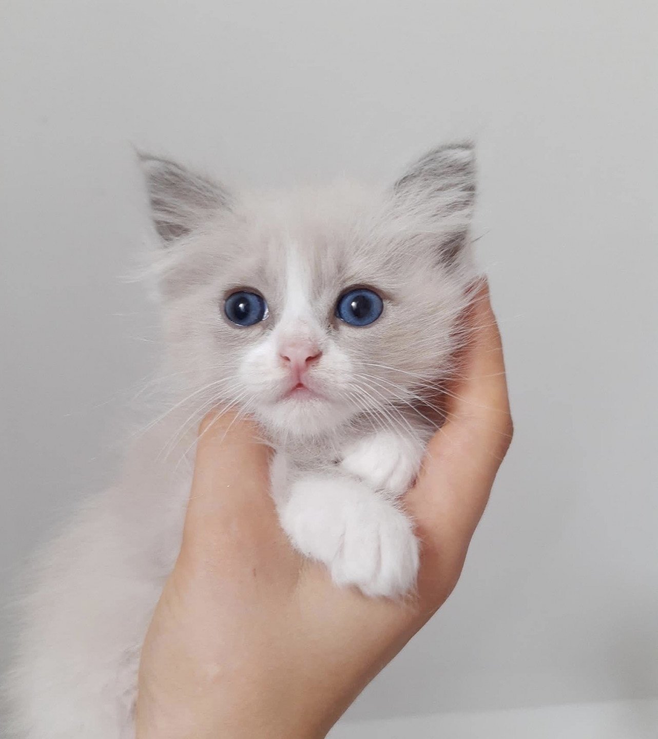 Jagodka - Chat Ragdoll femelle Bleu mink - Aisne | L'Arbre aux Chats