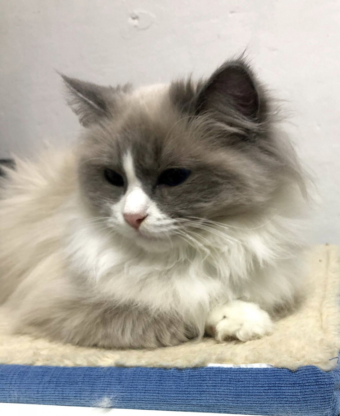 Jagodka - Chat Ragdoll femelle Bleu mink - Aisne | L'Arbre aux Chats