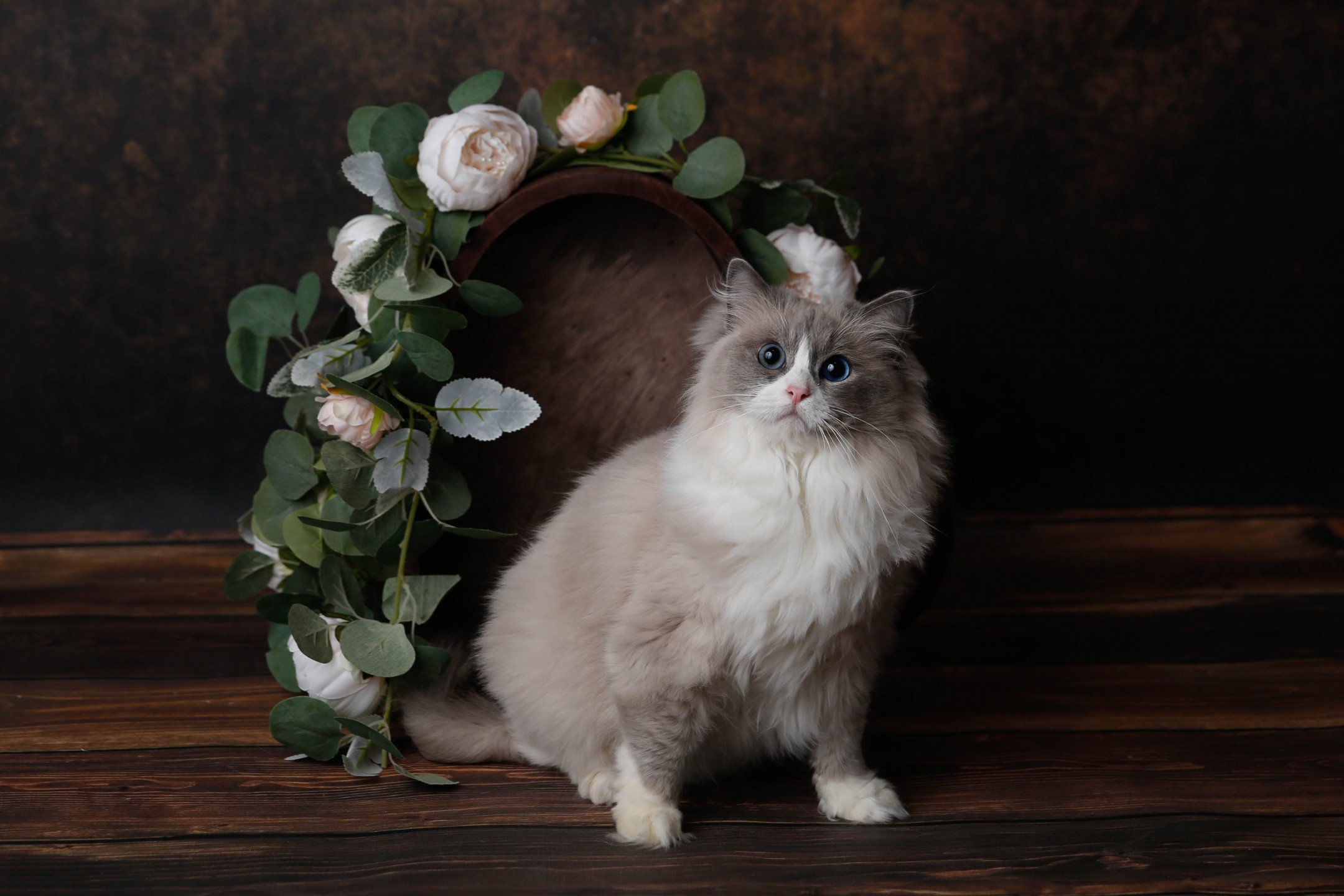 Jagodka - Chat Ragdoll femelle Bleu mink - Aisne | L'Arbre aux Chats