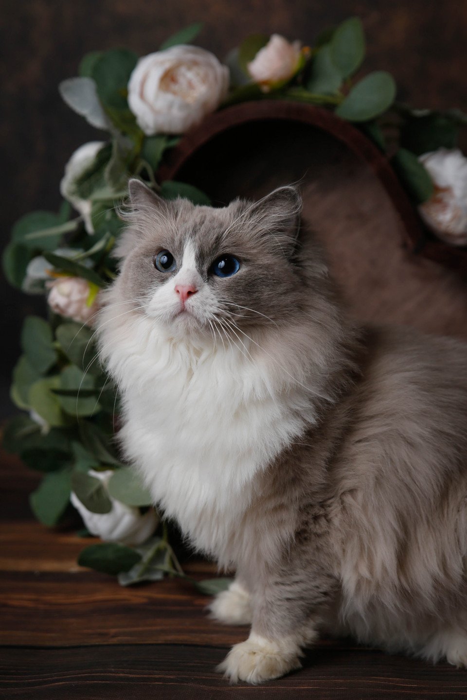 Jagodka - Chat Ragdoll femelle Bleu mink - Aisne | L'Arbre aux Chats