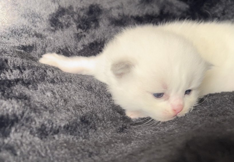 Umigame Chaton ragdoll LOOF disponible - Bleu bicolore