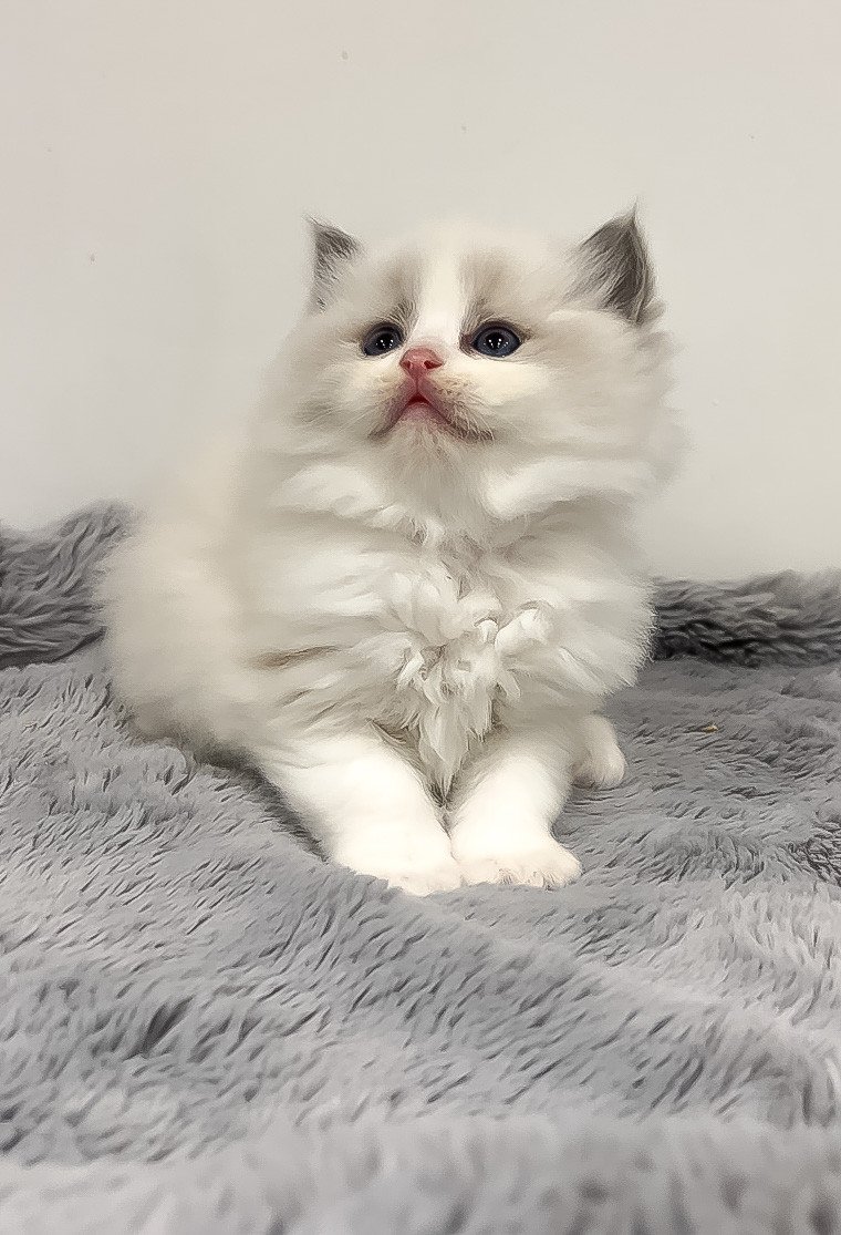 Umigame Chaton ragdoll LOOF disponible - Bleu bicolore