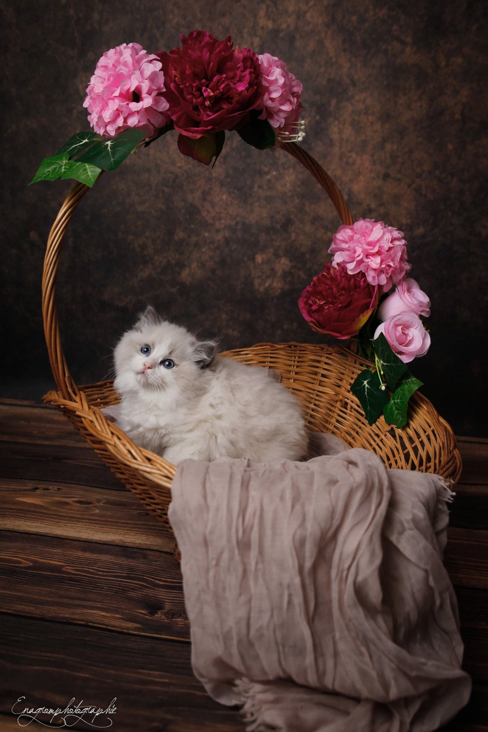 Umigame Chaton ragdoll LOOF disponible - Bleu bicolore