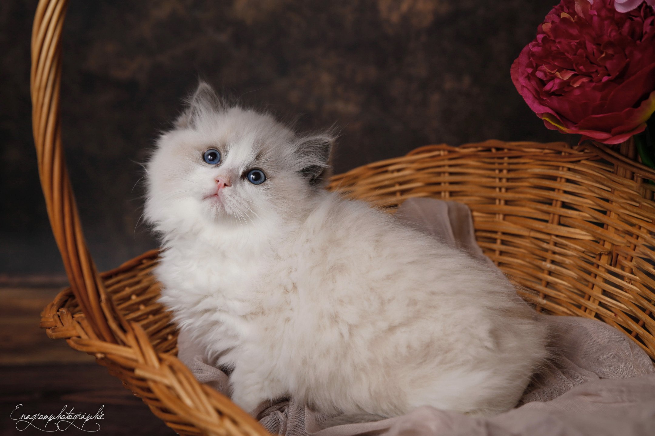 Umigame Chaton ragdoll LOOF disponible - Bleu bicolore