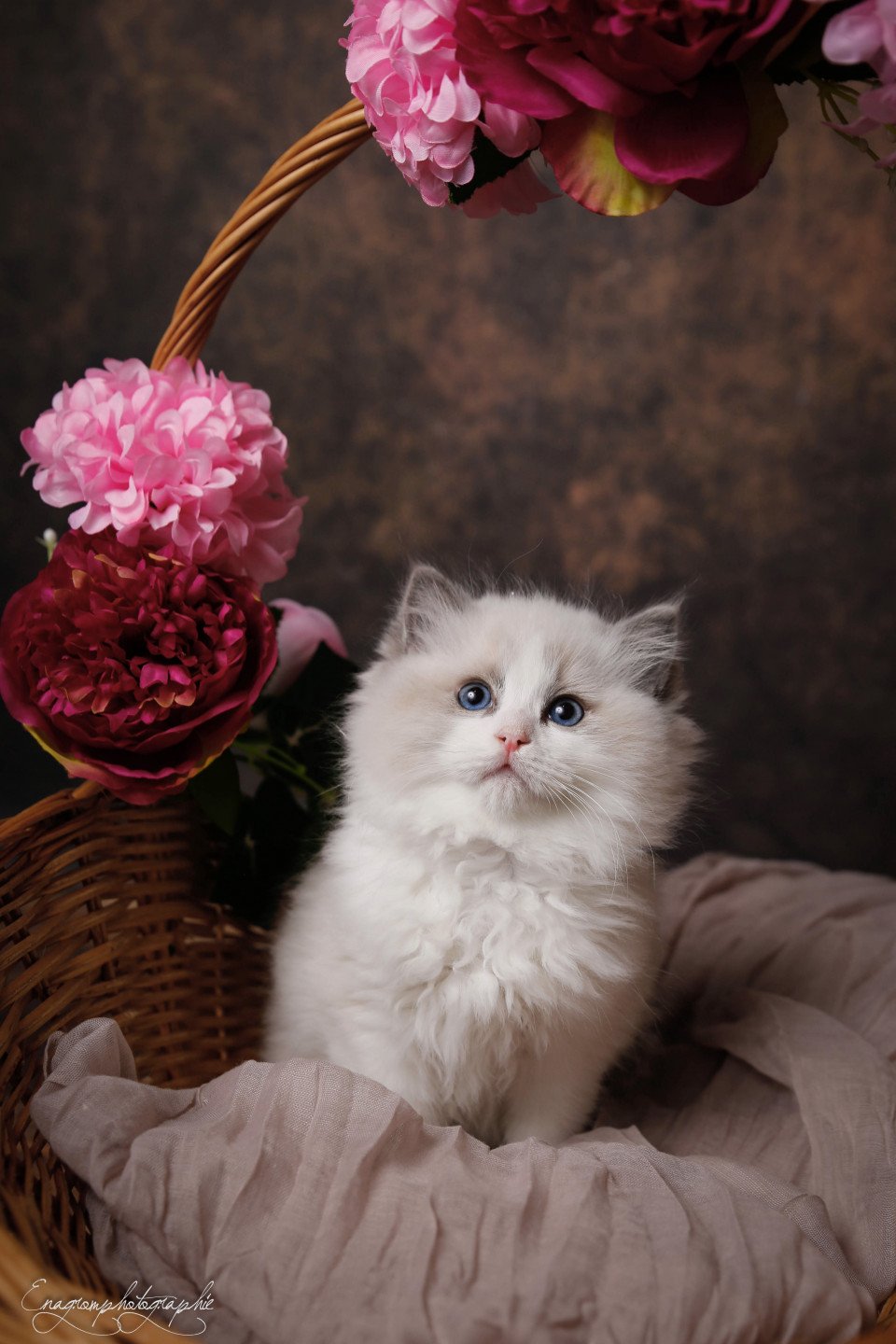 Umigame Chaton ragdoll LOOF disponible - Bleu bicolore