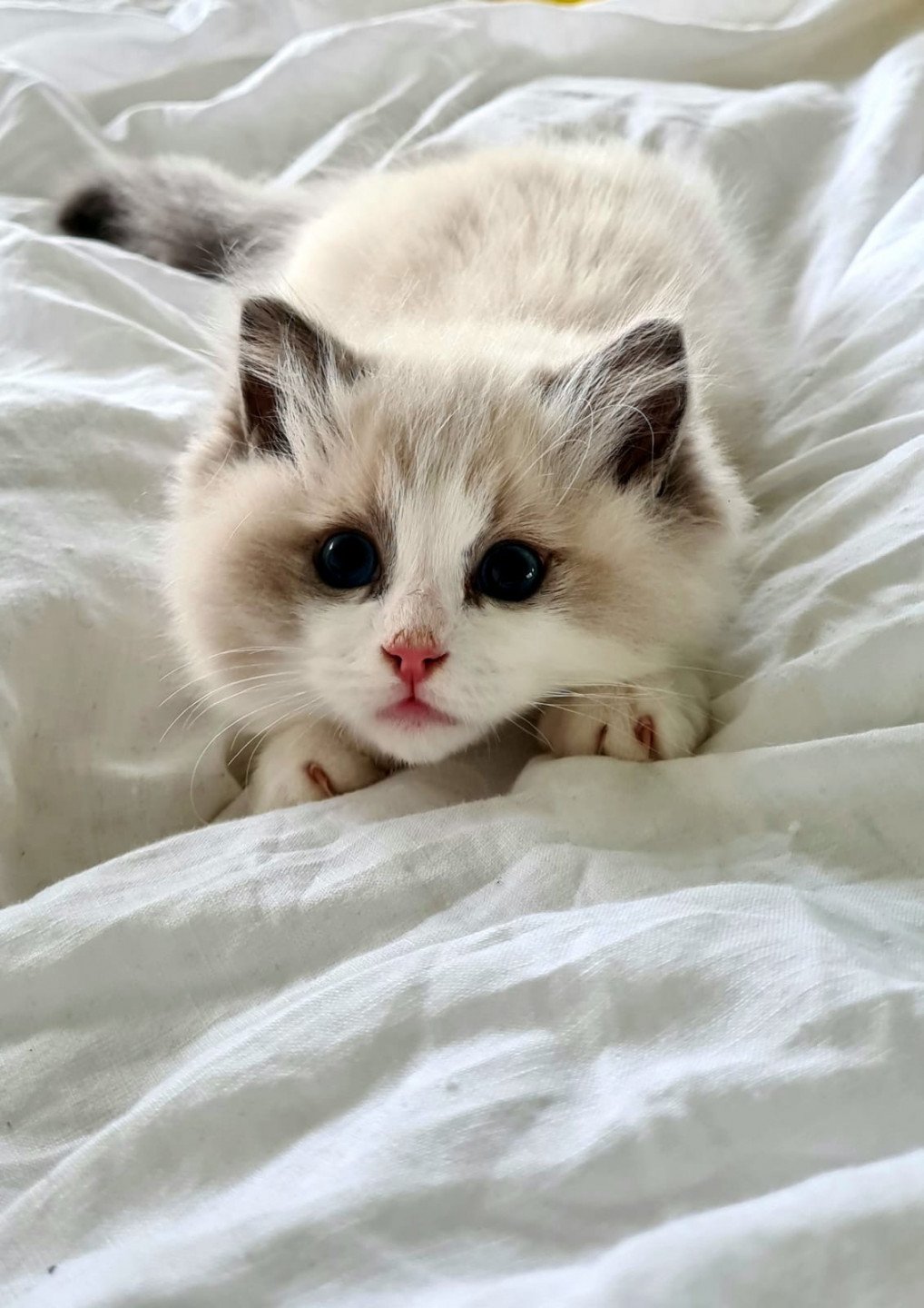 Umigame Chaton ragdoll LOOF disponible - Bleu bicolore