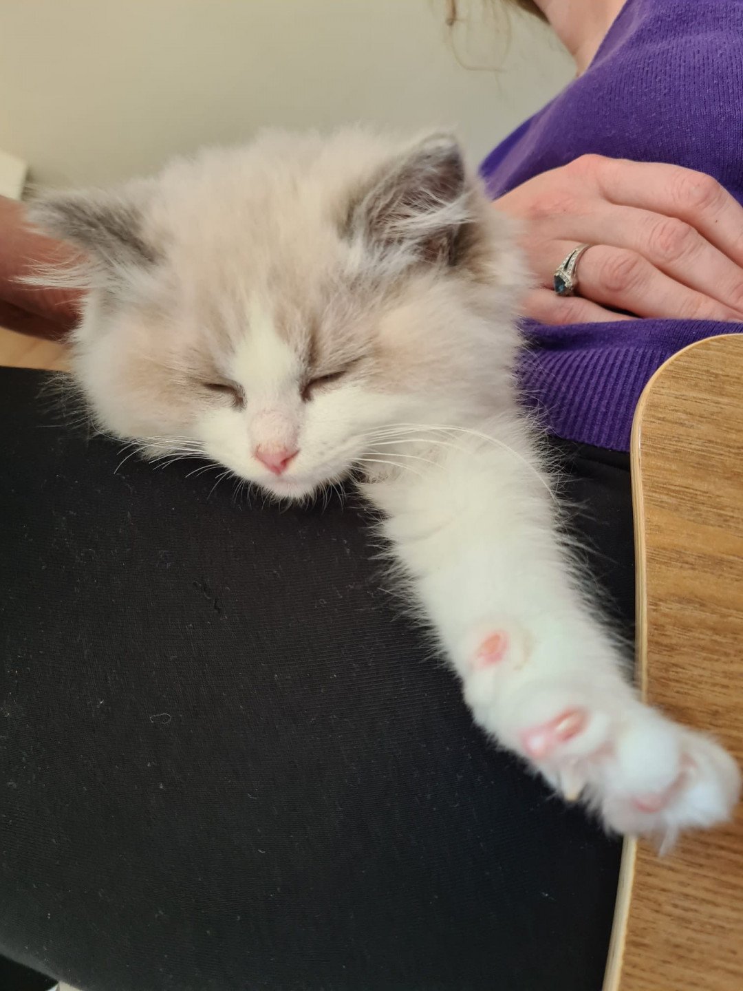 Umigame Chaton ragdoll LOOF disponible - Bleu bicolore