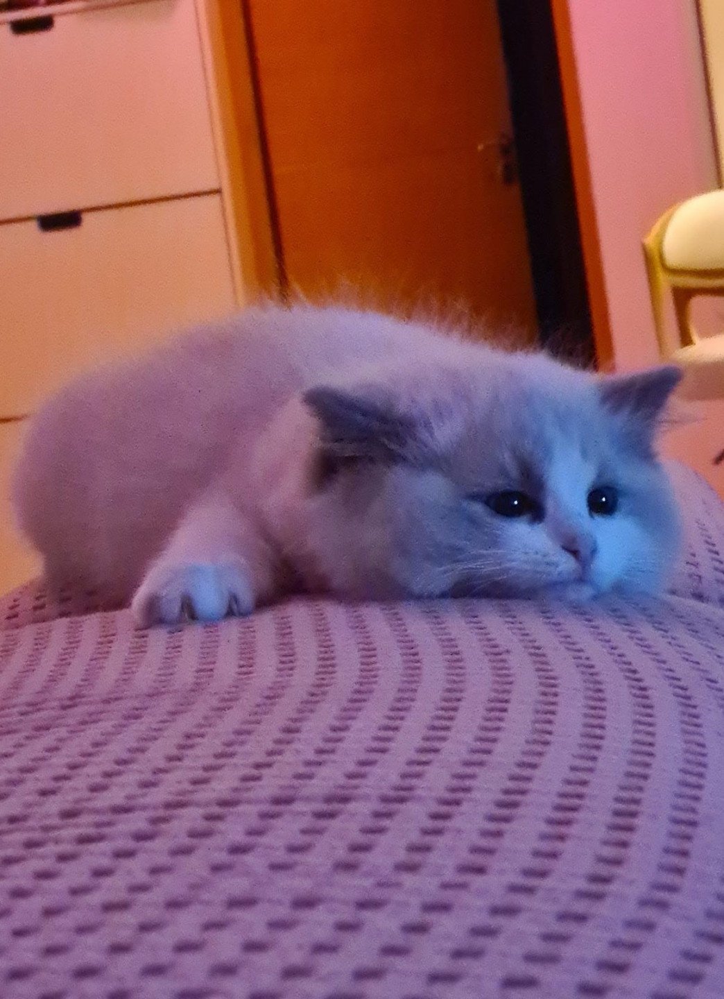 Umigame Chaton ragdoll LOOF disponible - Bleu bicolore