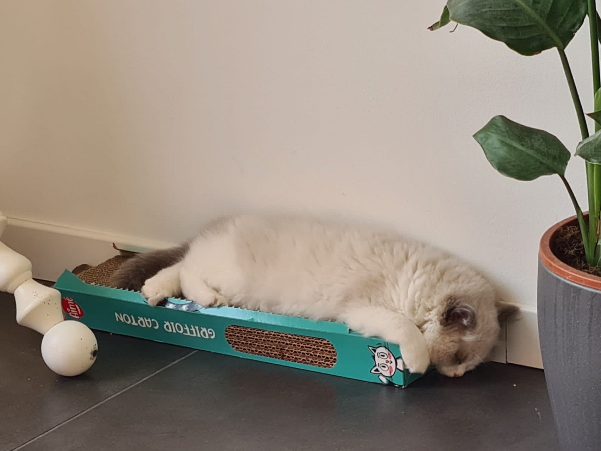 Umigame Chaton ragdoll LOOF disponible - Bleu bicolore