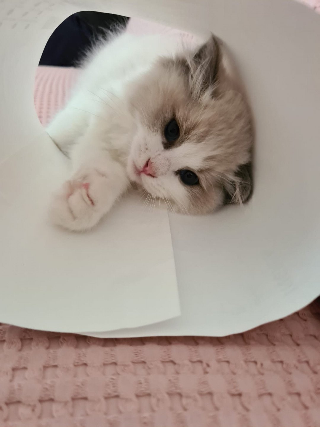 Umigame Chaton ragdoll LOOF disponible - Bleu bicolore