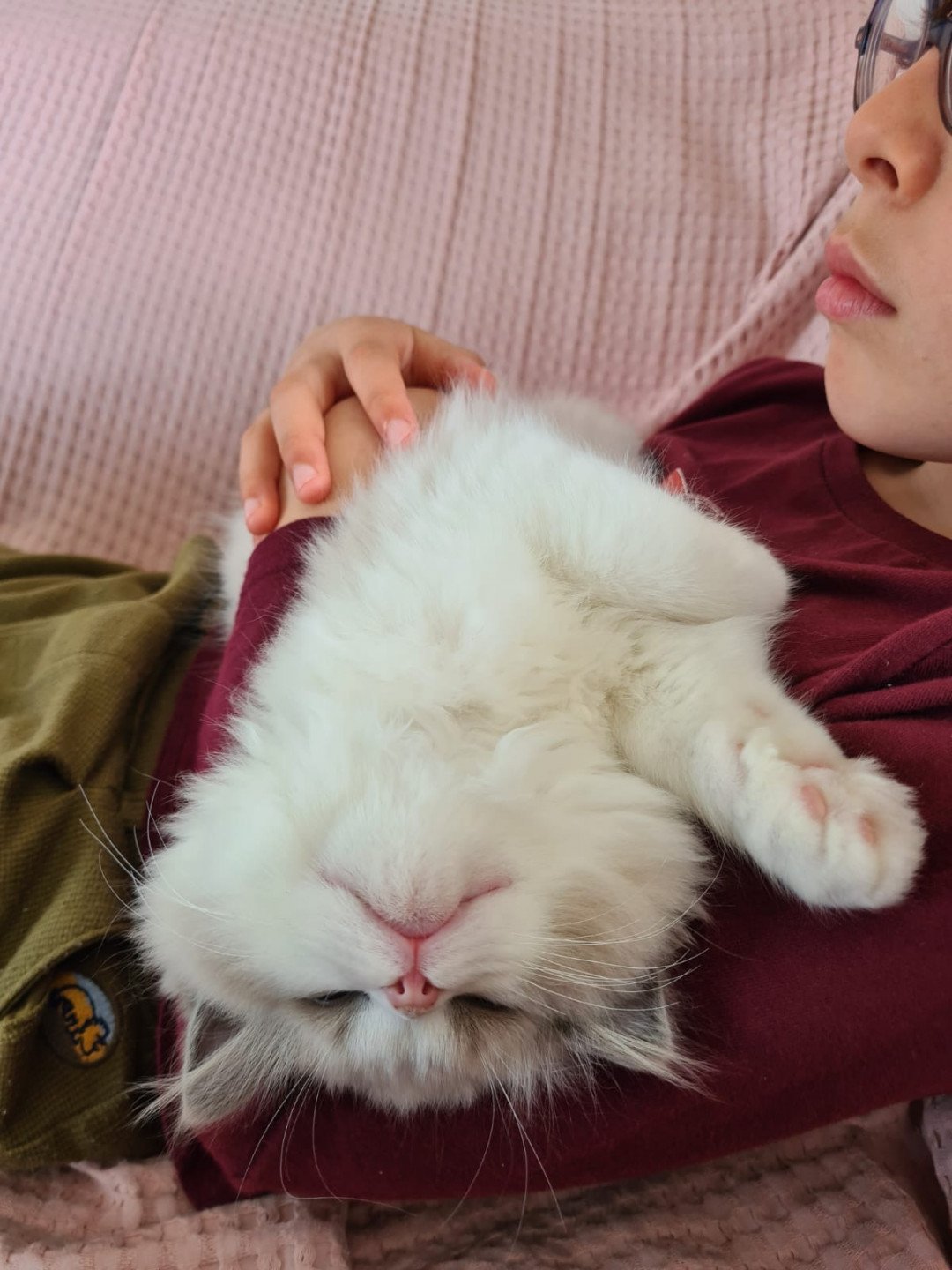 Umigame Chaton ragdoll LOOF disponible - Bleu bicolore