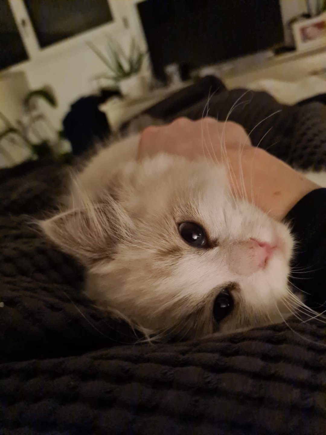 Umigame Chaton ragdoll LOOF disponible - Bleu bicolore