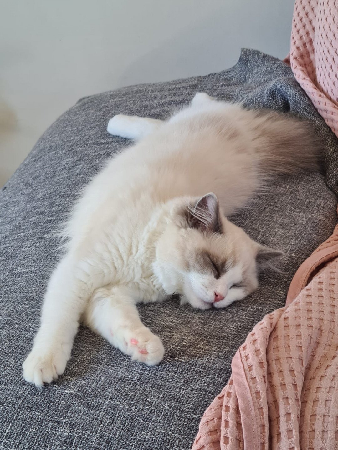 Umigame Chaton ragdoll LOOF disponible - Bleu bicolore