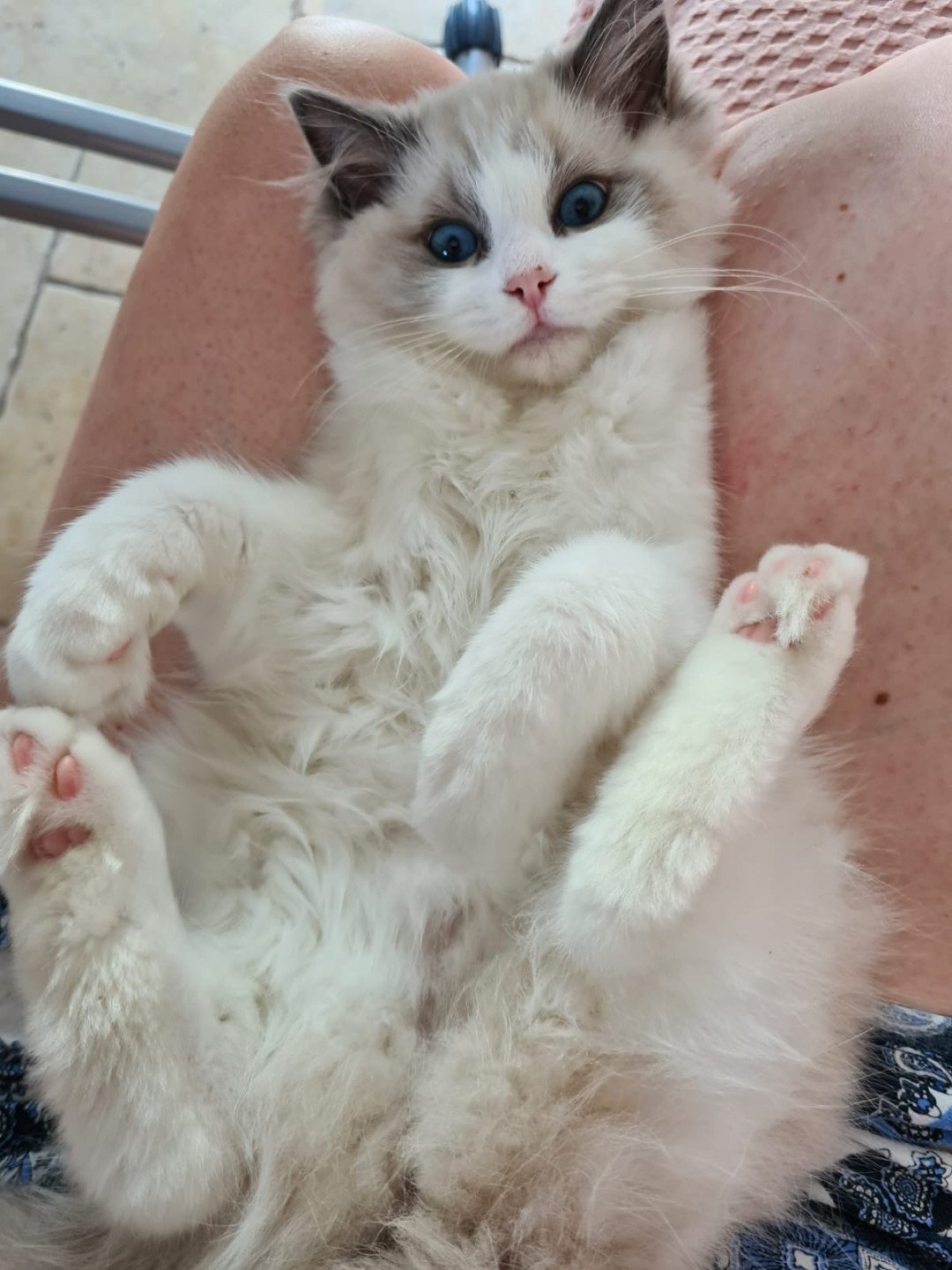 Umigame Chaton ragdoll LOOF disponible - Bleu bicolore