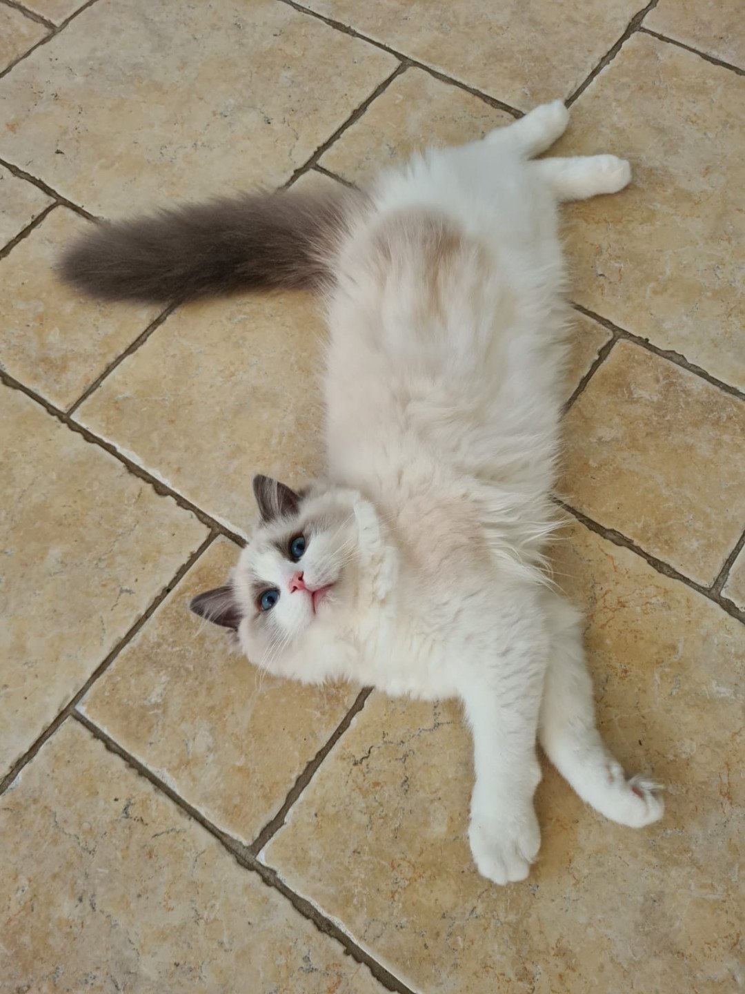 Umigame Chaton ragdoll LOOF disponible - Bleu bicolore