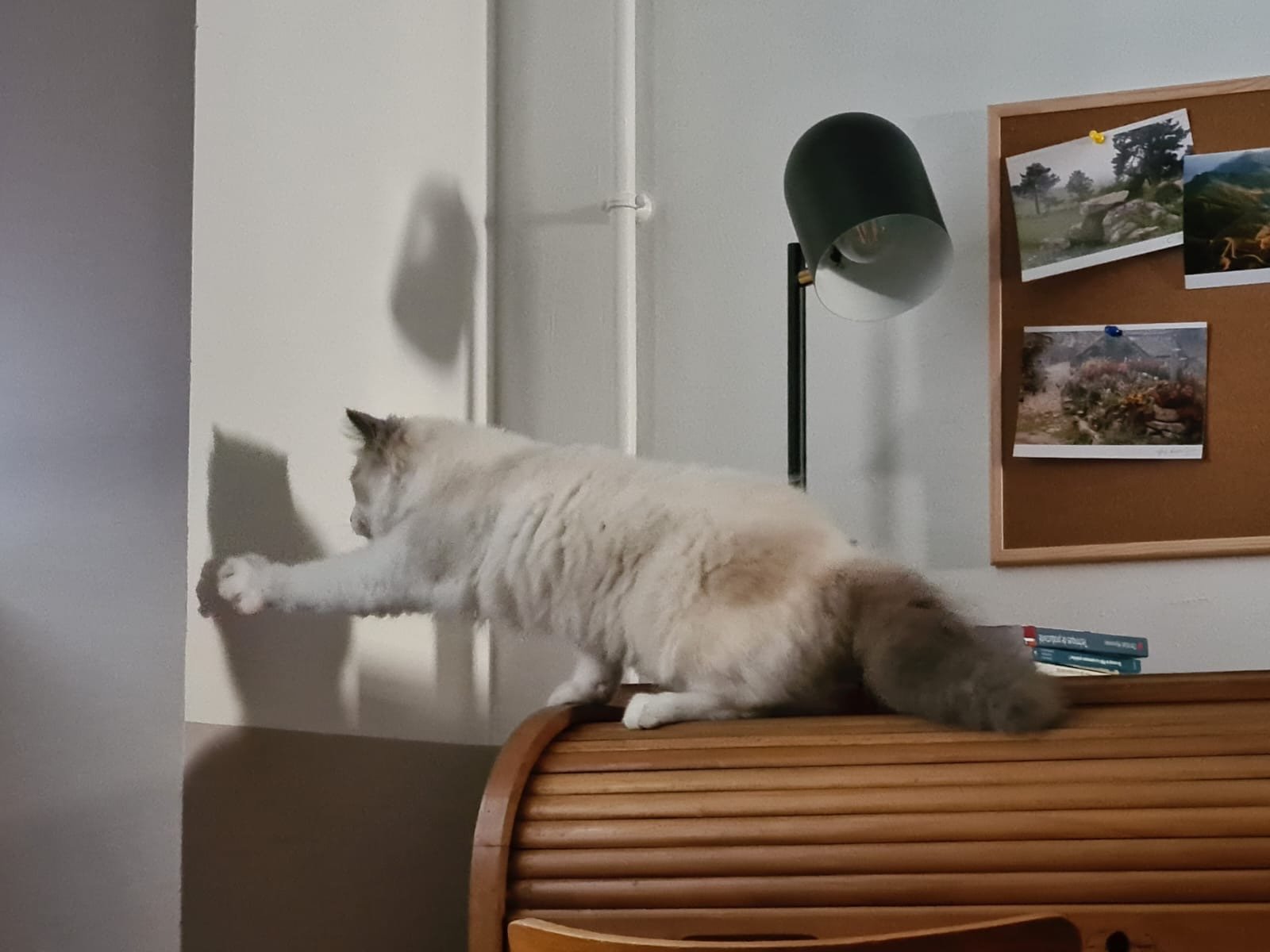 Umigame Chaton ragdoll LOOF disponible - Bleu bicolore