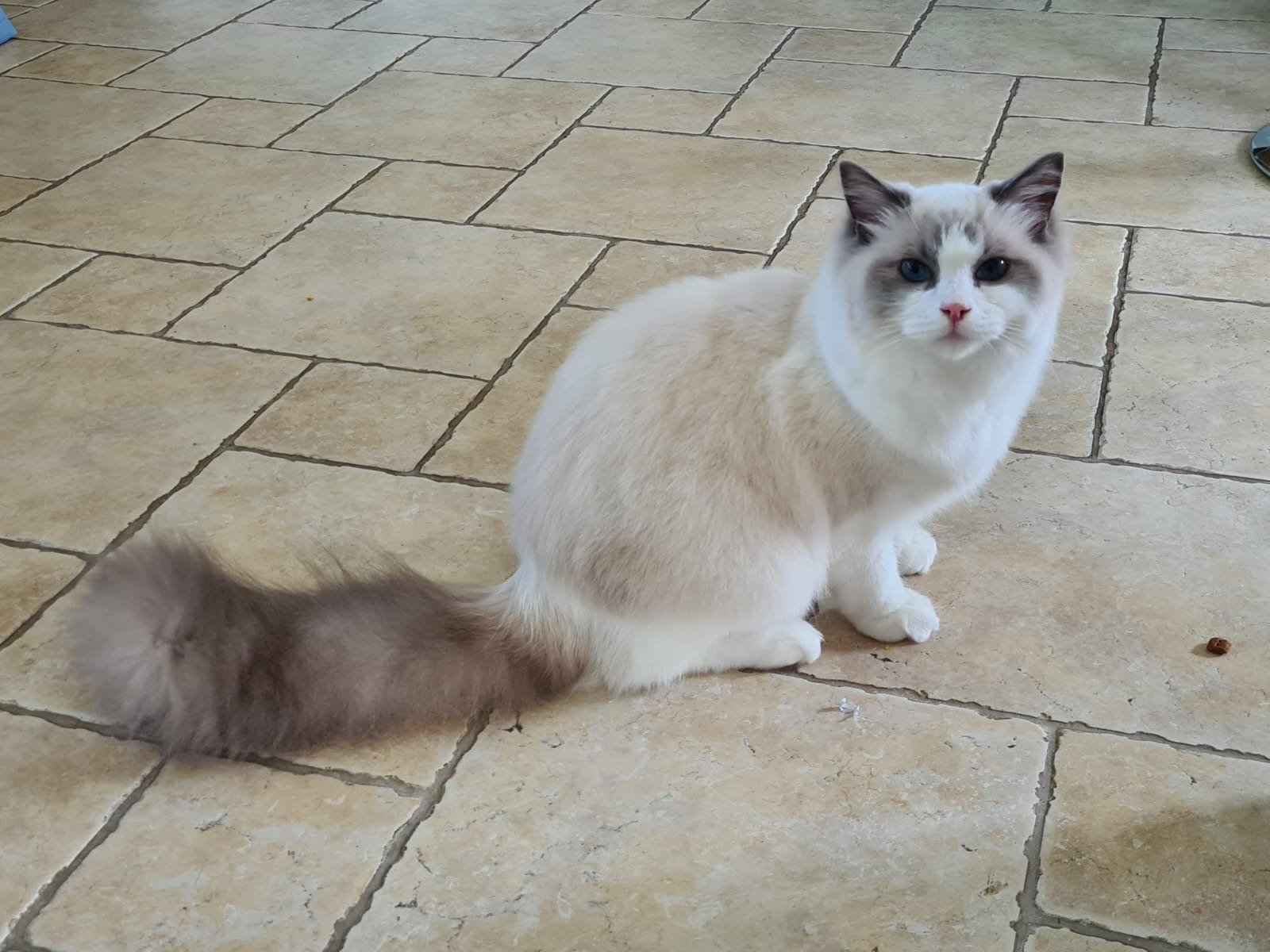 Umigame Chaton ragdoll LOOF disponible - Bleu bicolore