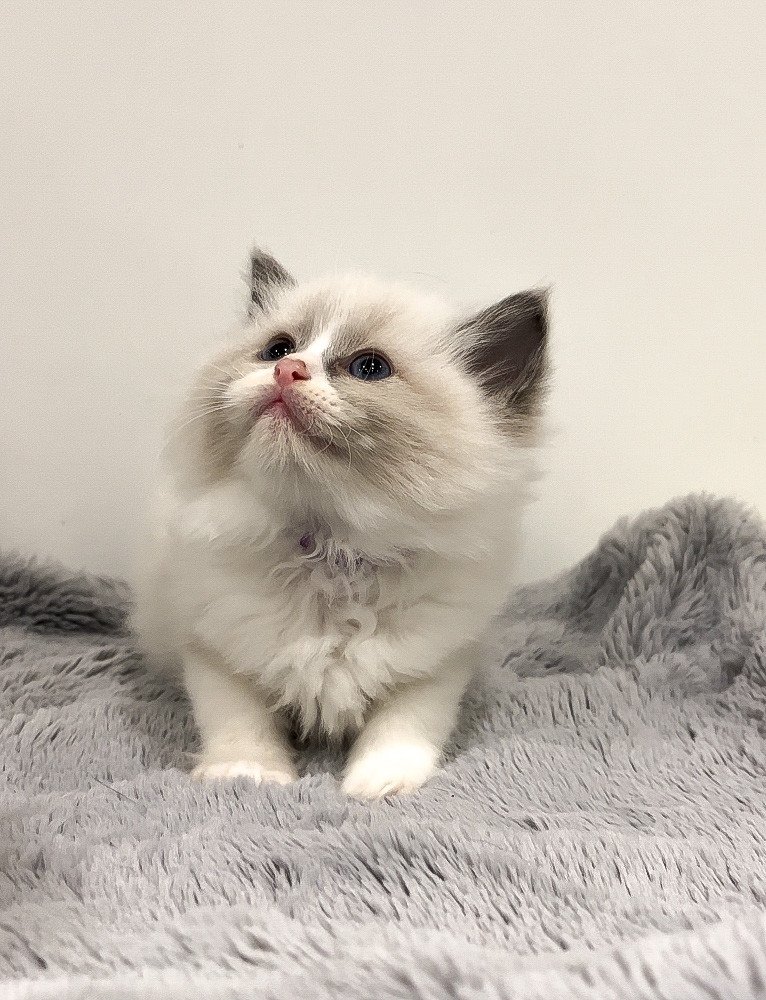 Urphée Chaton ragdoll LOOF disponible - Femelle Bleu bicolore Dijon Côte-d'or