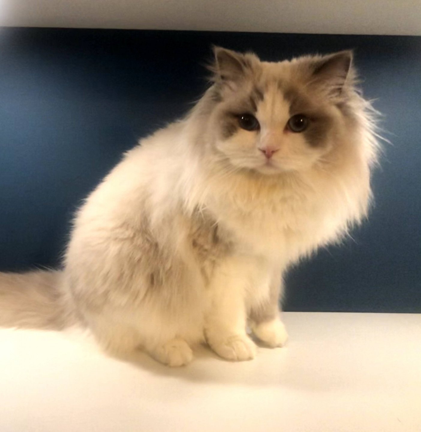 Renaissance - Chat Ragdoll femelle bleu bicolore Aisne