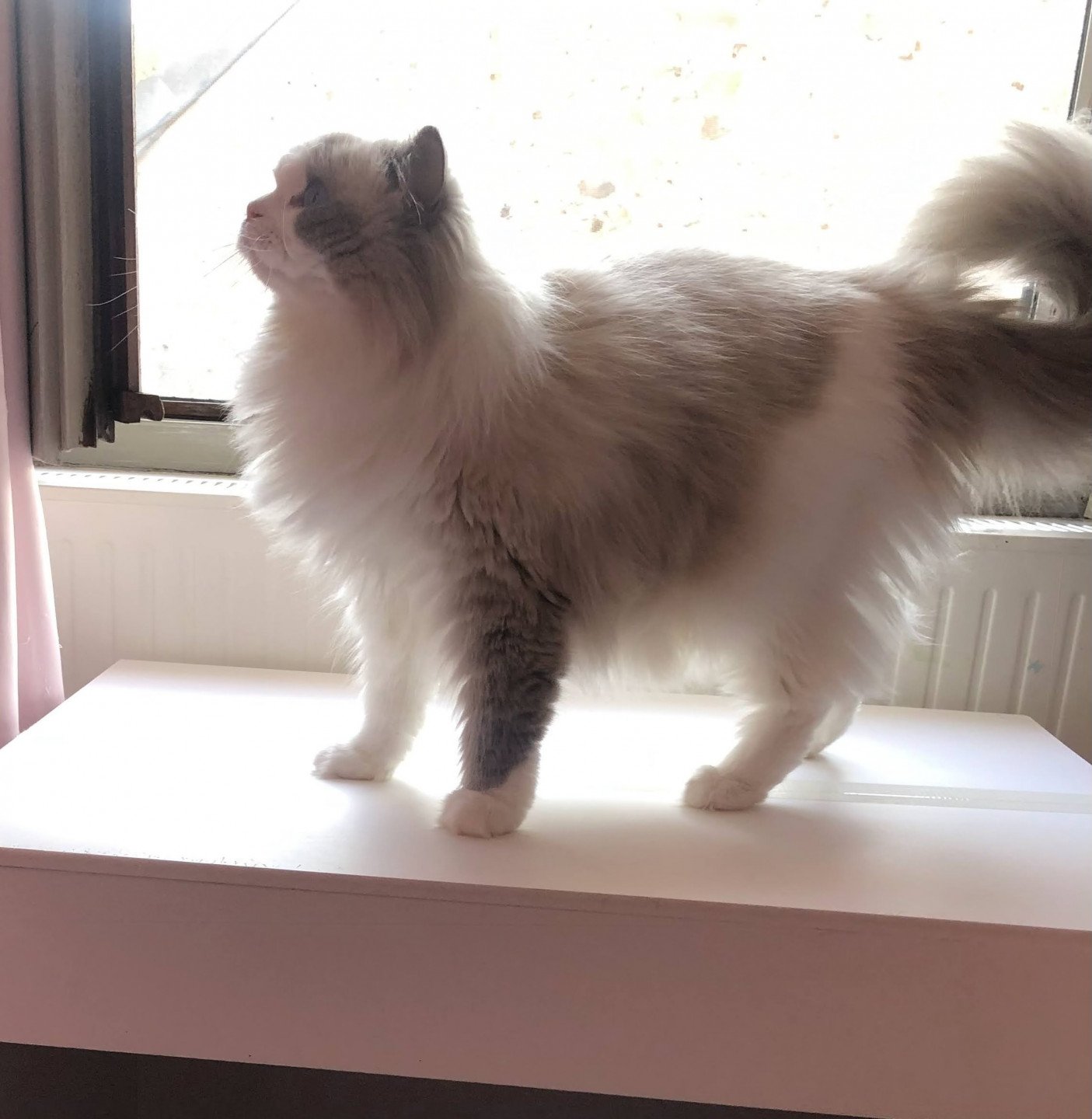 Renaissance - Chat Ragdoll femelle bleu bicolore Aisne